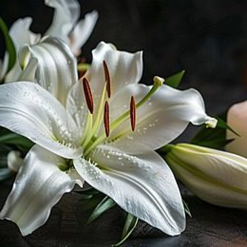 Obituaries | La Qua Brothers Funeral Home